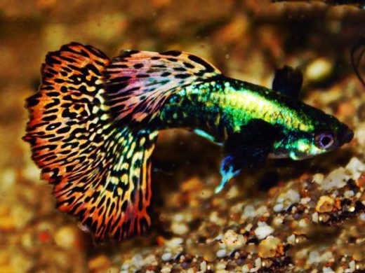 Top 20 Tools Every Serious Guppy Breeder Needs in Their Fish Room ...