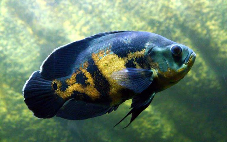 Some interesting facts about cichlids - Cichlids Fish Facts